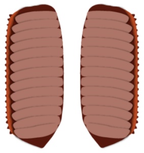 ゴキブリの卵の見た目を画像で解説！産む場所・数・サイクルと駆除方法 | 害虫駆除110番