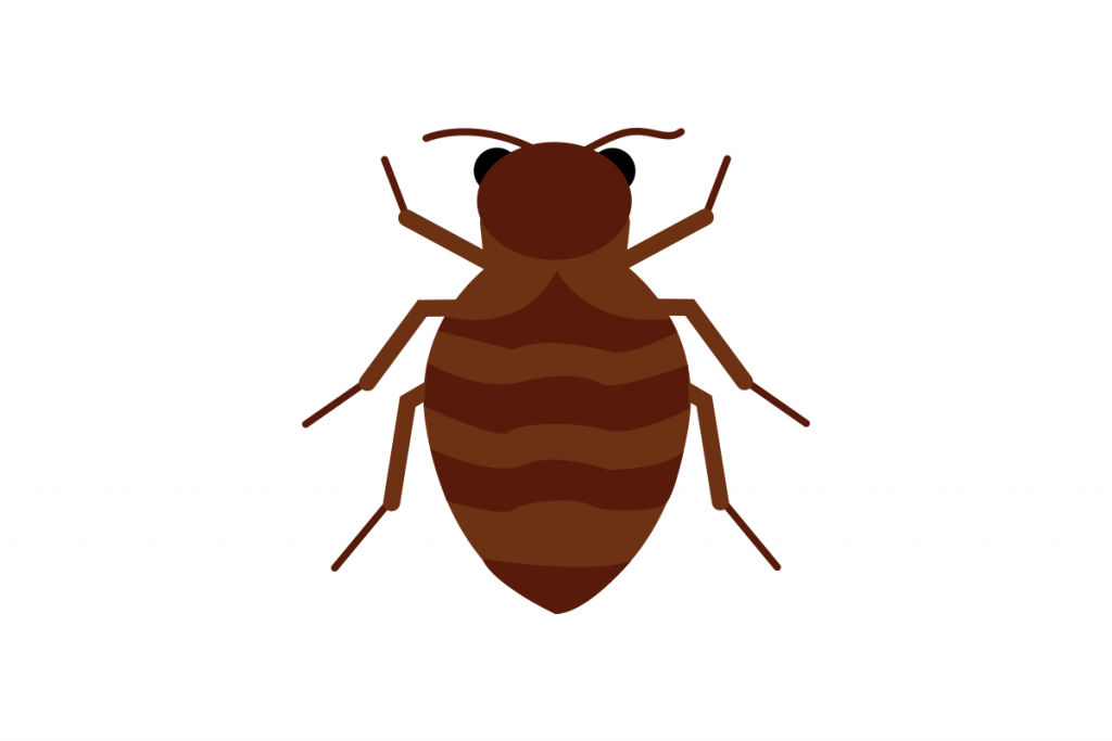 ゴキブリの種類がすぐ見分けられる！日本に多いゴキブリの特徴と生態 | 害虫駆除110番