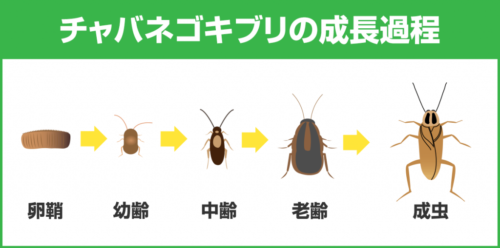 ゴキブリの種類がすぐ見分けられる！日本に多いゴキブリの特徴と生態 | 害虫駆除110番