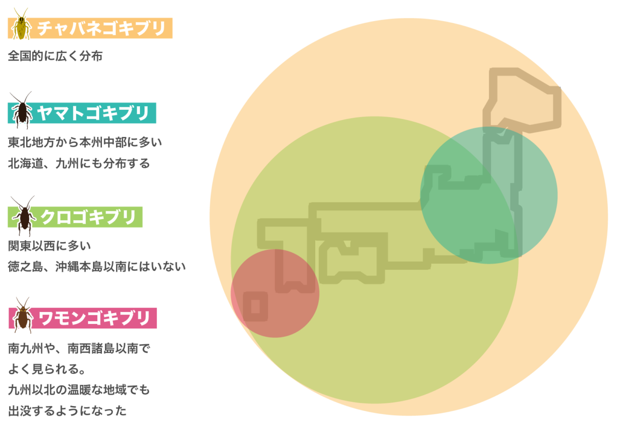 ヤマトゴキブリのすべてがわかる！画像で見る特徴と他のゴキブリとの違い | 害虫駆除110番