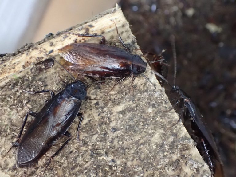 ヤマトゴキブリのすべてがわかる！画像で見る特徴と他のゴキブリとの違い | 害虫駆除110番